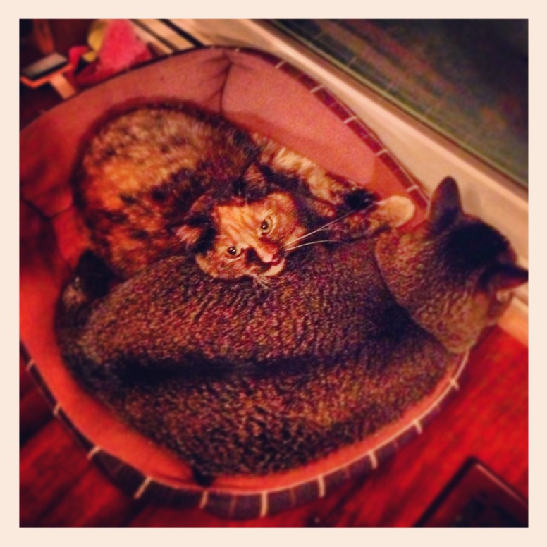 Balsamic & Fig rubbed Chicken & a Beatrice update… – Who Eats Like This?